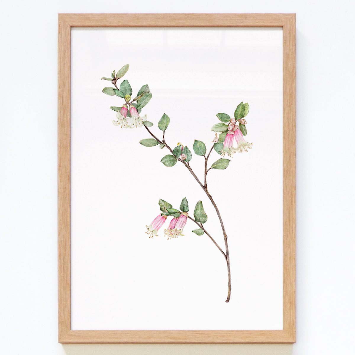 Correa (Native Fuchsia) Botanical Drawing – Carmen Hui Art