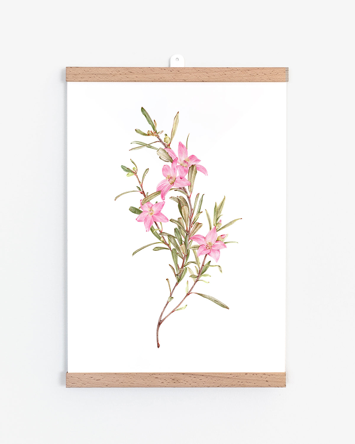 Crowea | May Native Birth Month Flower – Carmen Hui Art