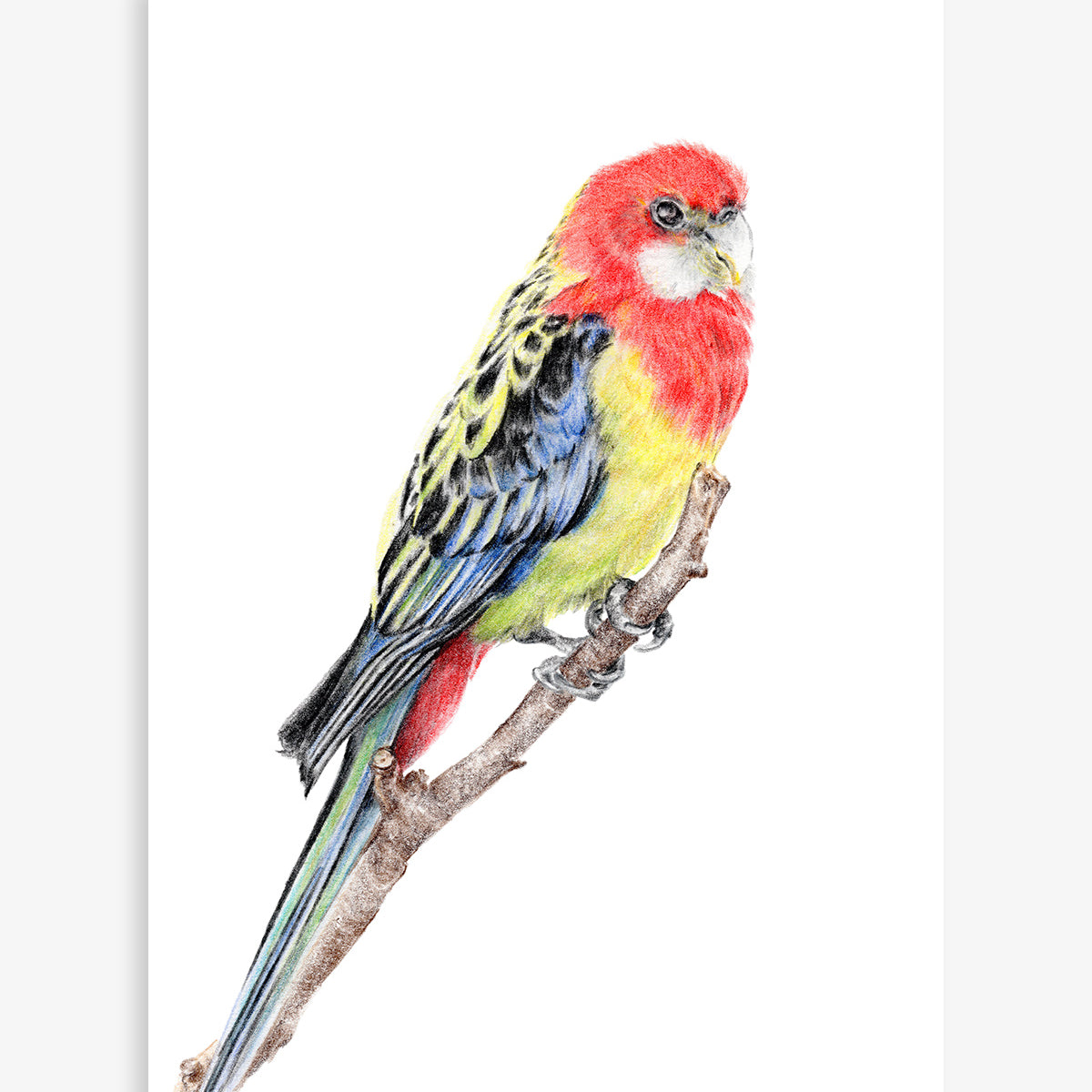 Rosalie the Eastern Rosella | Bird Art – Carmen Hui Art