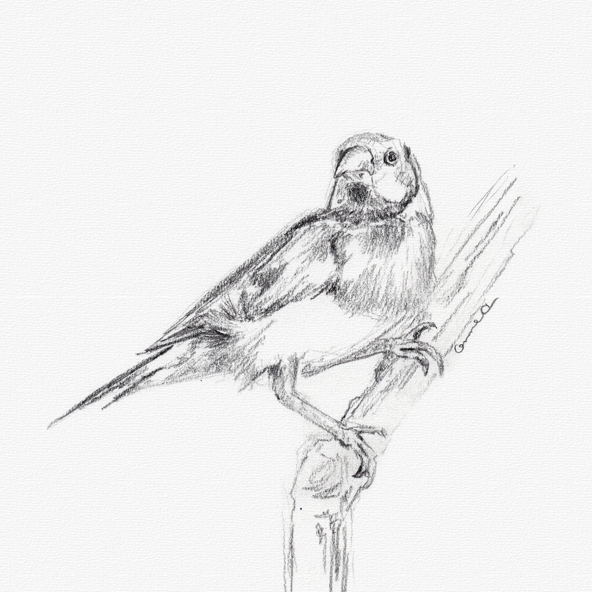 Gouldian Finch | Pencil Study – Carmen Hui Art