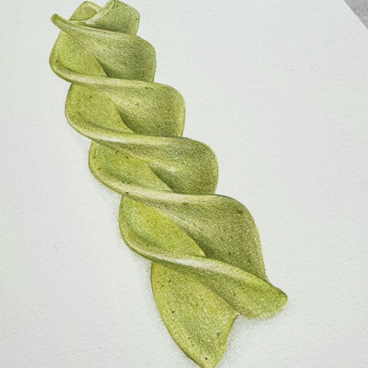 Rotini - Pasta Drawing – Carmen Hui Art