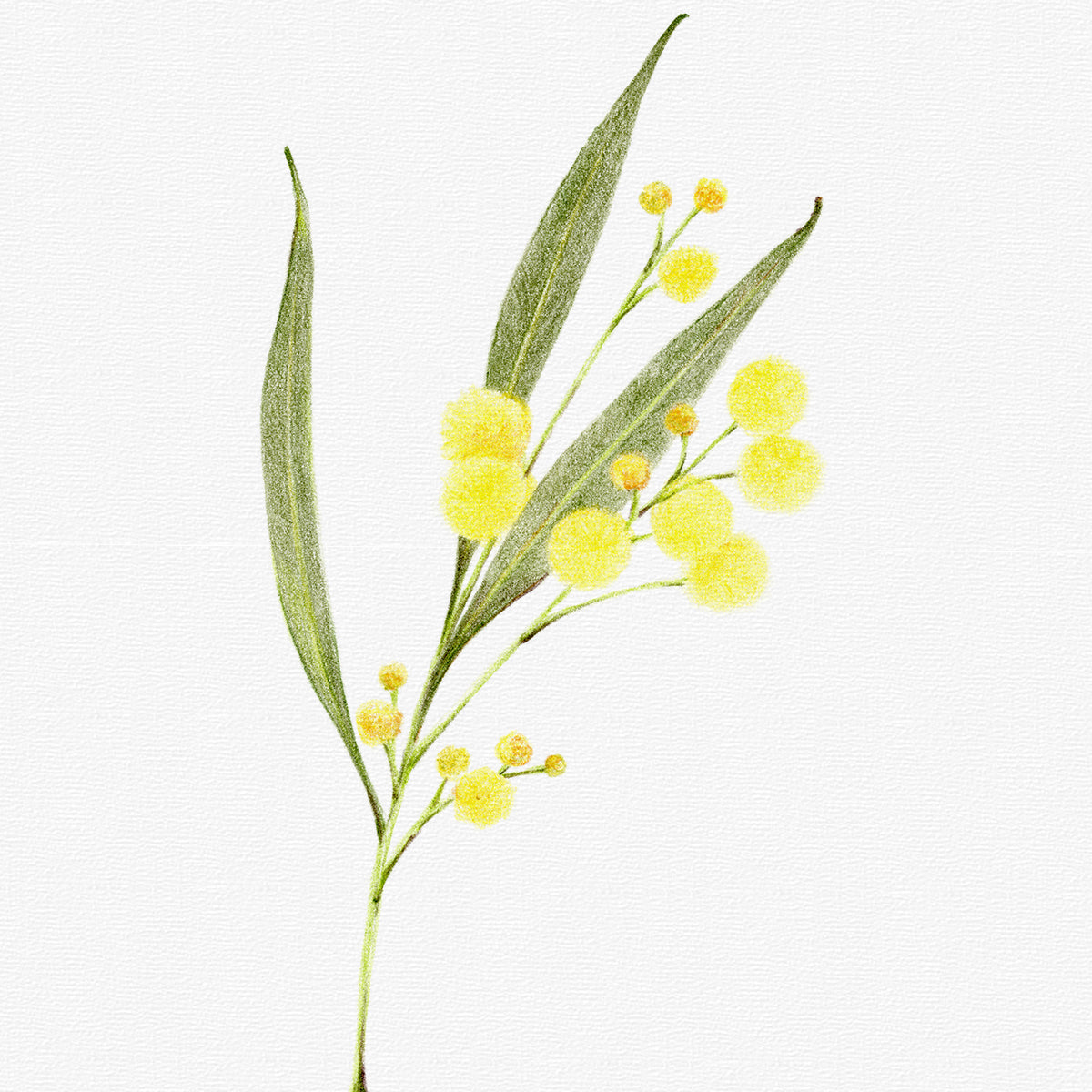 Wattle Drawing | Australian Native Flower – Carmen Hui Art