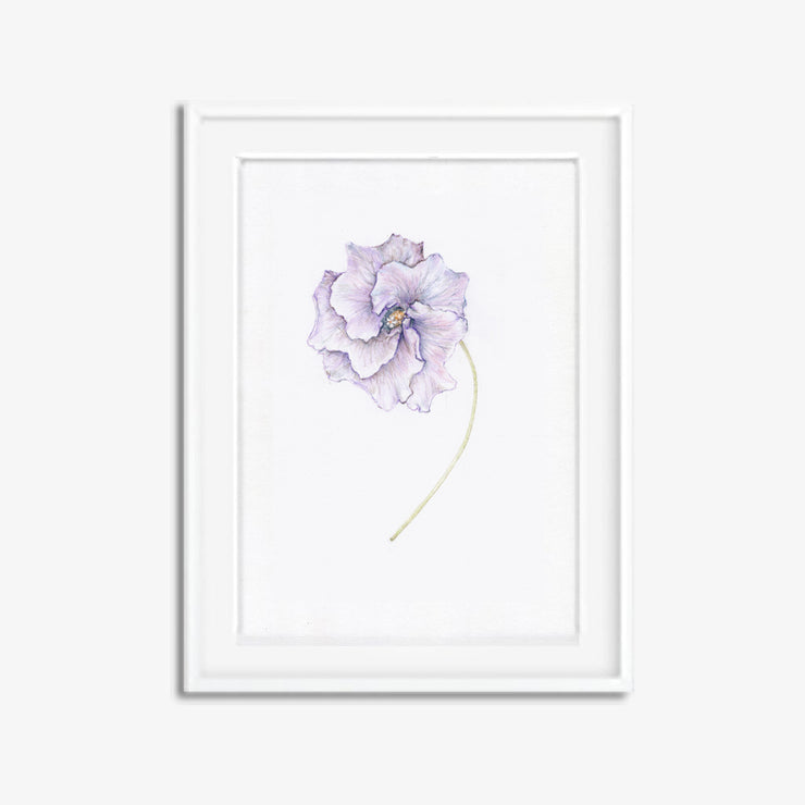 Australian Native Hibiscus | Original Botanical Drawing – Carmen Hui Art