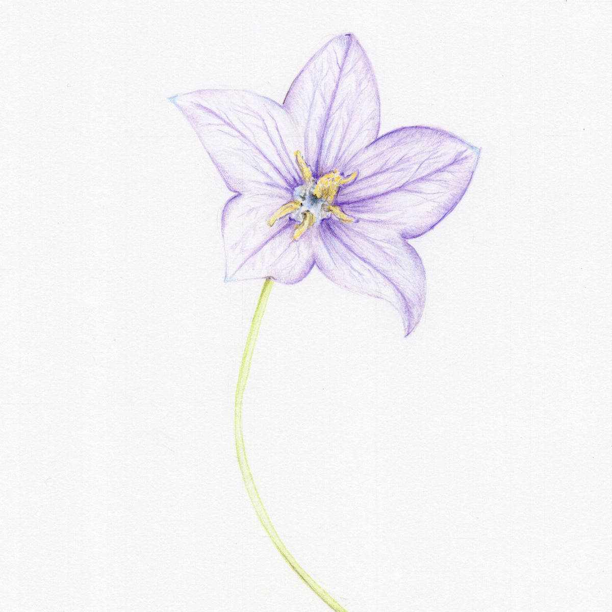 Bellflower | Original Botanical Drawing – Carmen Hui Art