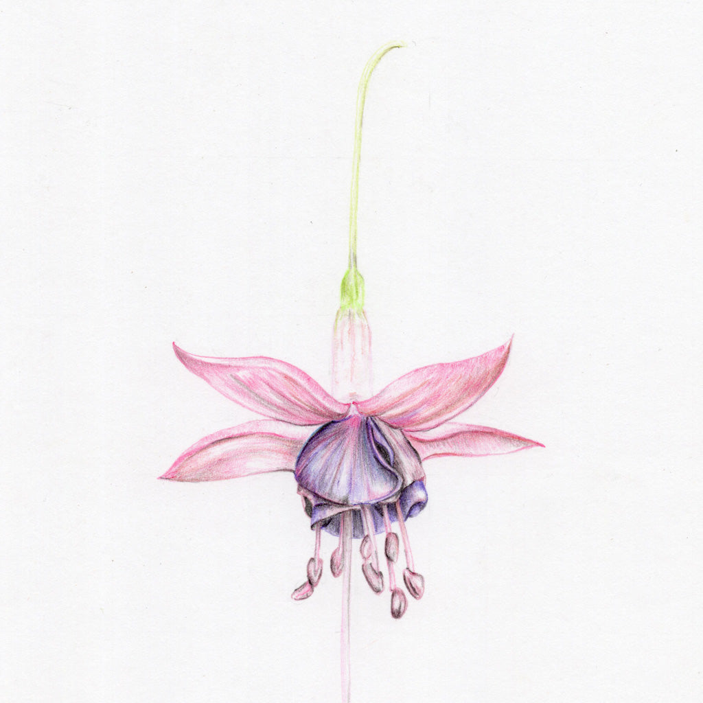 Fuchsia | Original Botanical Drawing – Carmen Hui Art