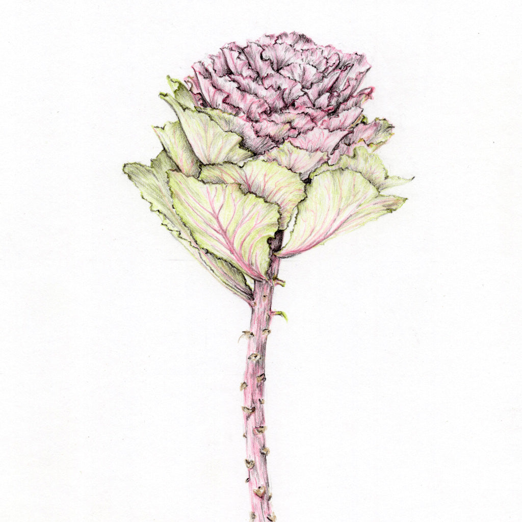 Kale Flower | Original Botanical Drawing – Carmen Hui Art