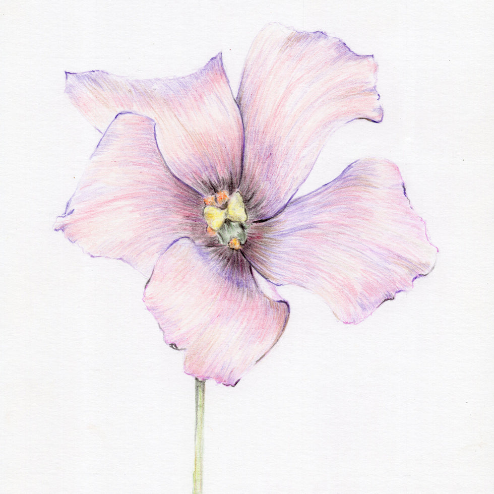 Lisianthus | Original Botanical Drawing – Carmen Hui Art