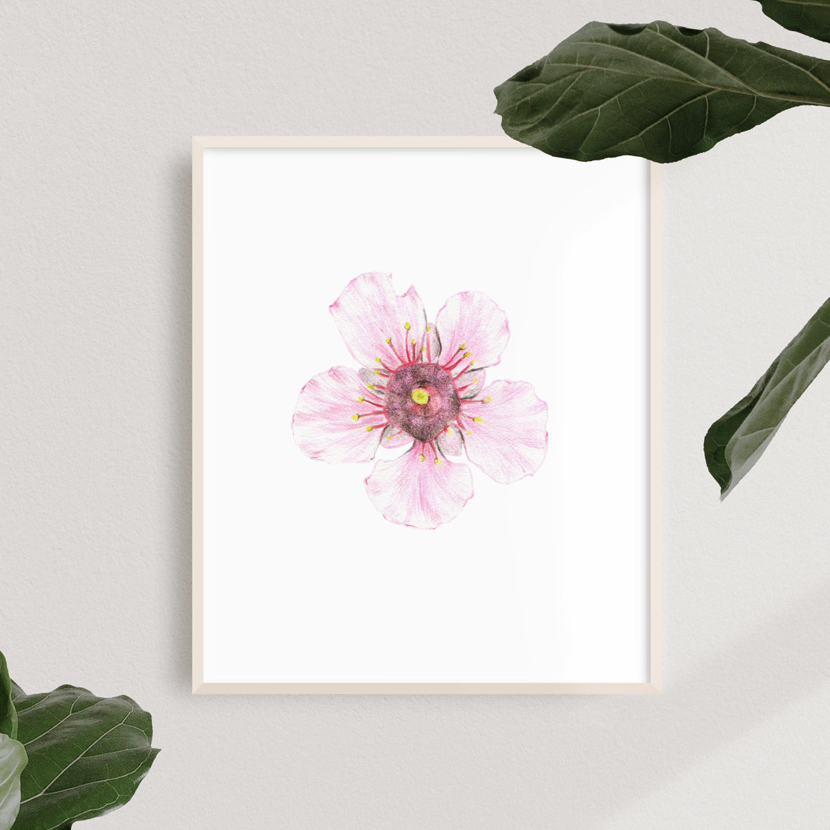 Manuka | Small Affordable Original Botanical Drawing – Carmen Hui Art