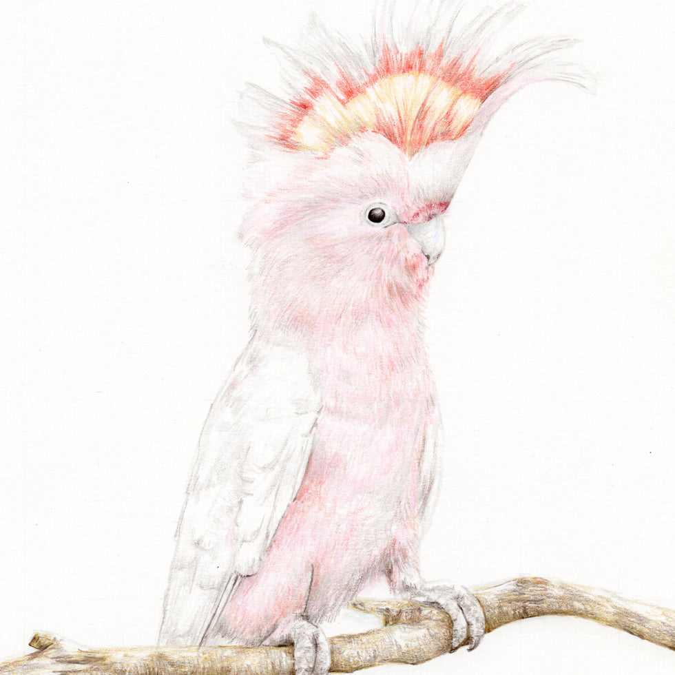 Pink Cockatoo | Original Pencil Drawing – Carmen Hui Art