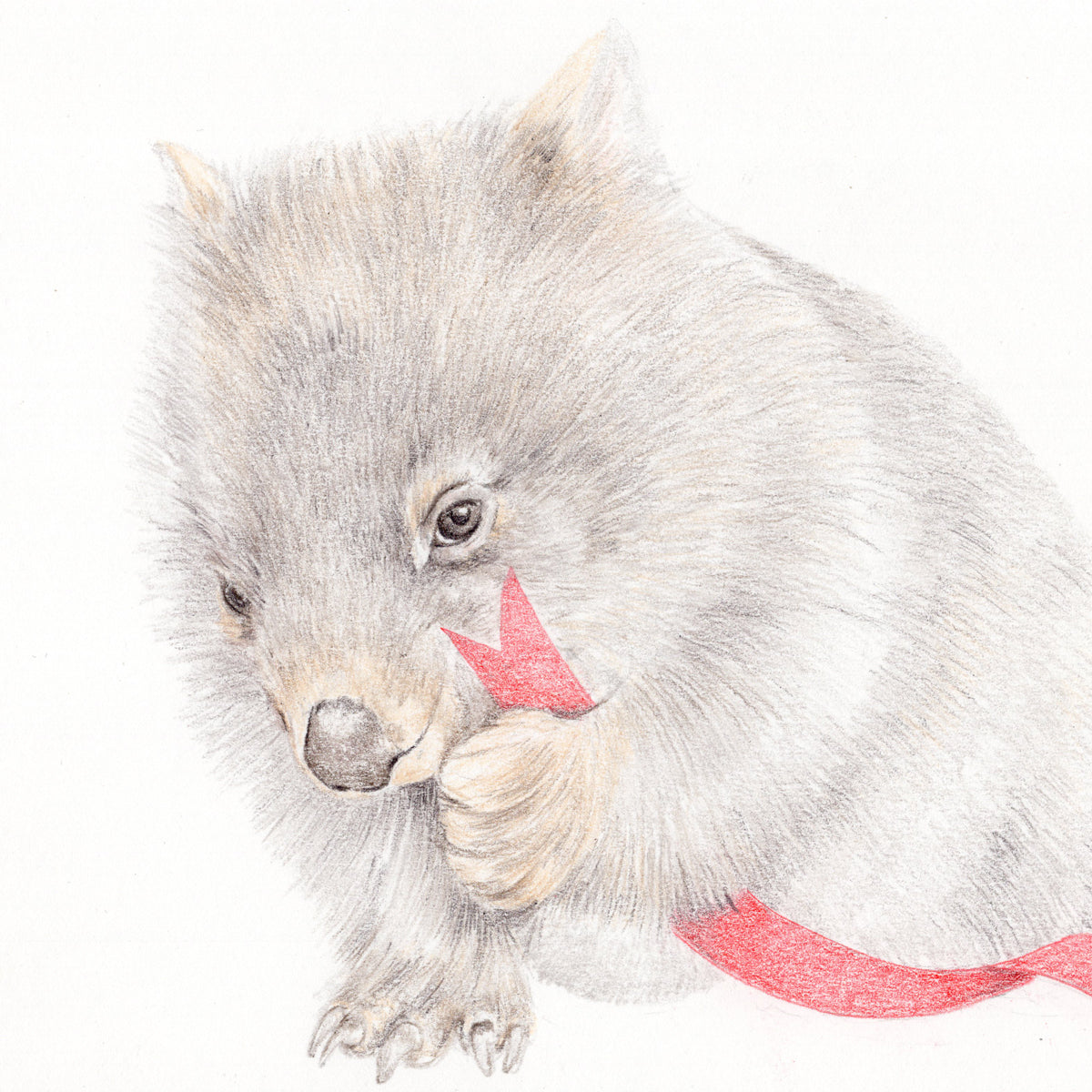 Wombat with Ribbon | Original Pencil Drawing – Carmen Hui Art